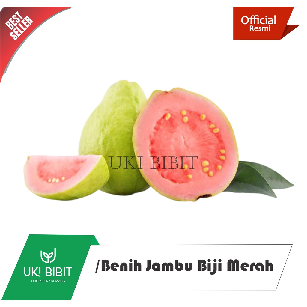 Jual ( 500 Butir ) Benih Jambu Biji Merah | Shopee Indonesia