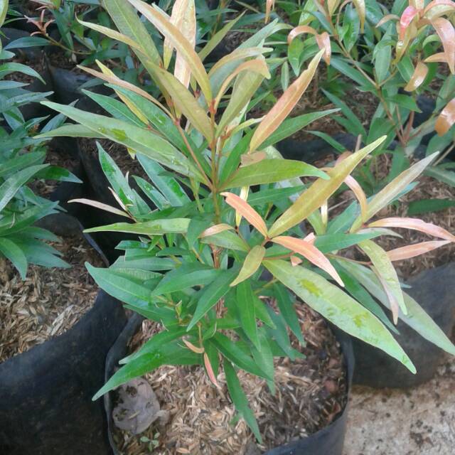 Jual Tanaman hias bibit pucuk merah | Shopee Indonesia