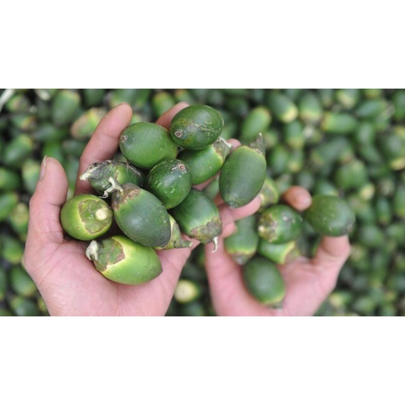 Jual BUAH PINANG SEGAR 250 Gram | Shopee Indonesia