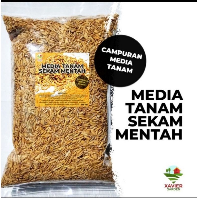 Jual Sekam Padi Mentah Kulit Padi Original Mentah | Shopee Indonesia