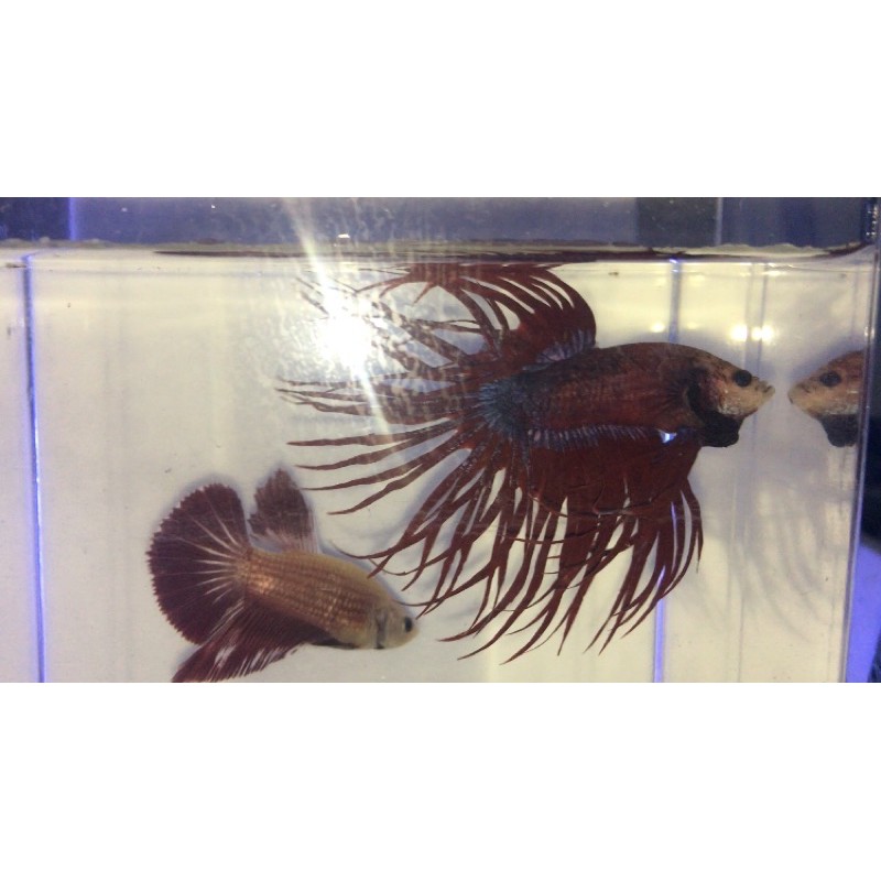 Jual CUPANG MALE SERIT/CROWNTAIL MASKOT ( pesanan ) | Shopee Indonesia