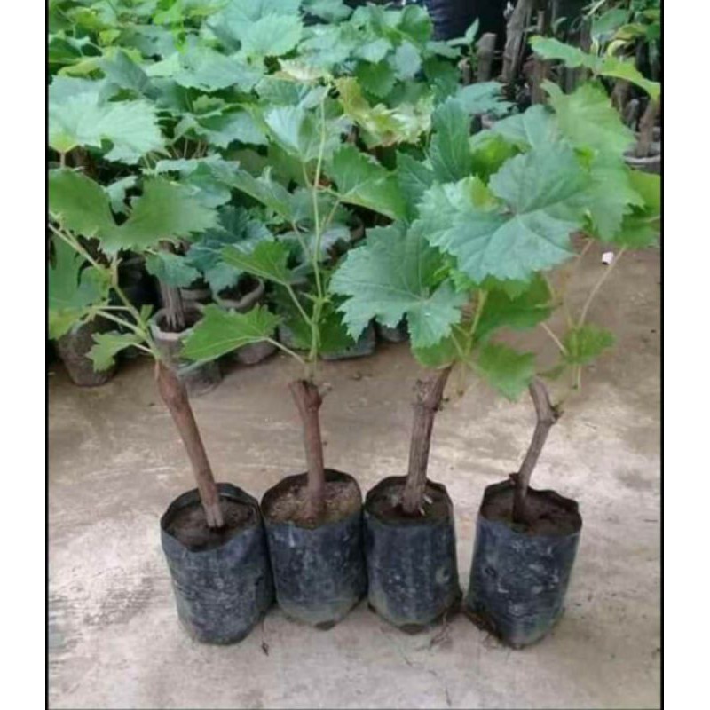 Jual anggur hitam manis | Shopee Indonesia