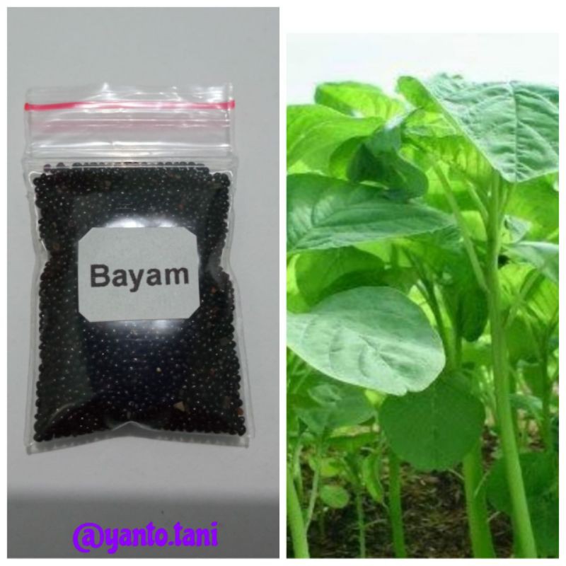 Jual Benih Bayam - Bibit Unggul ( Repack 2000 benih ) | Shopee Indonesia
