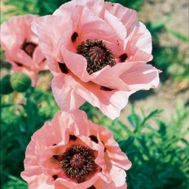 Jual POPPY ORIENTALE (isi-3) Benih Biji Bibit Bunga | Shopee Indonesia