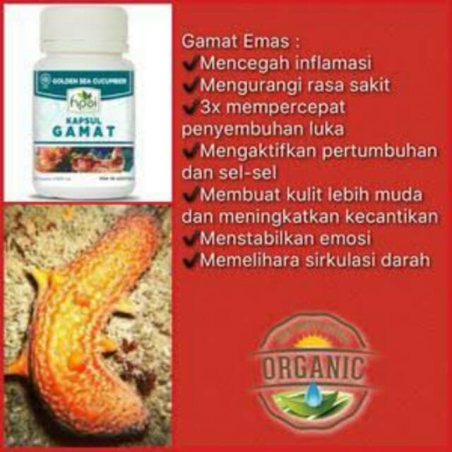 Jual KAPSUL GAMAT HNI HPAI | Shopee Indonesia