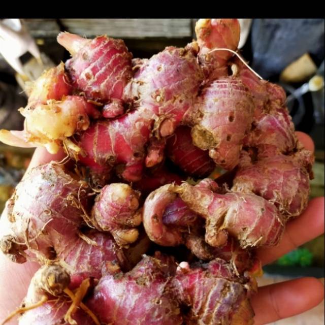Jual Jahe Merah Segar Fresh 1,5 Kg | Shopee Indonesia