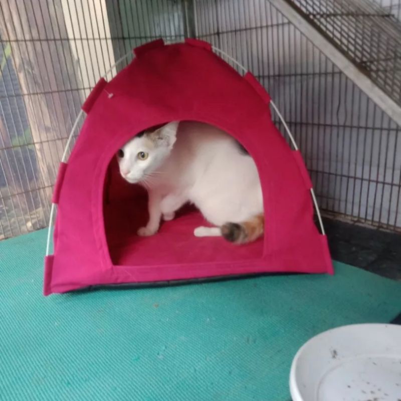 Jual tempat tidur kucing anjing bonus bantal tenda portabel kandang ...