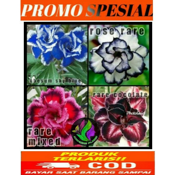 Jual (COD) paket adenium 4 jenis bunga tumpuk_size B BIBIT | Shopee ...