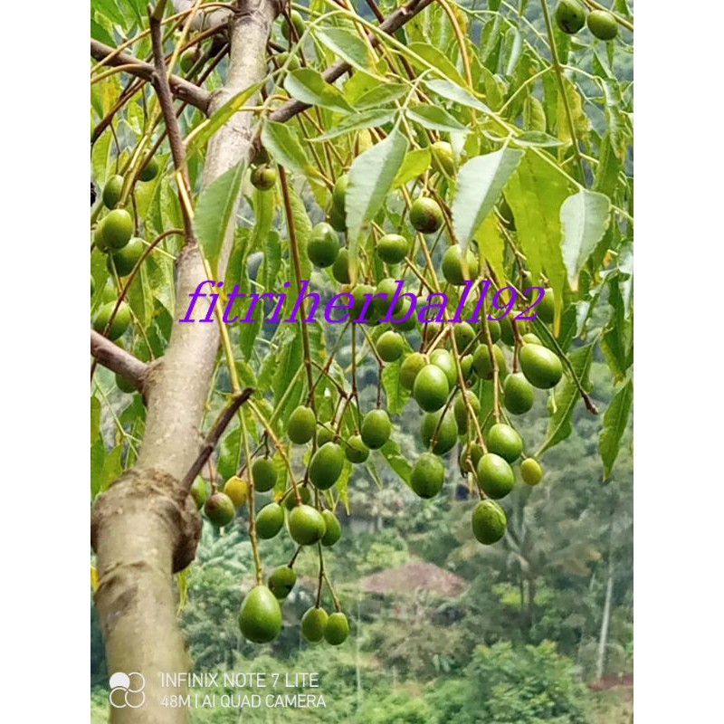 Jual buah biji mimba atau buah pohon mimba buah Mindi segar 500g ...