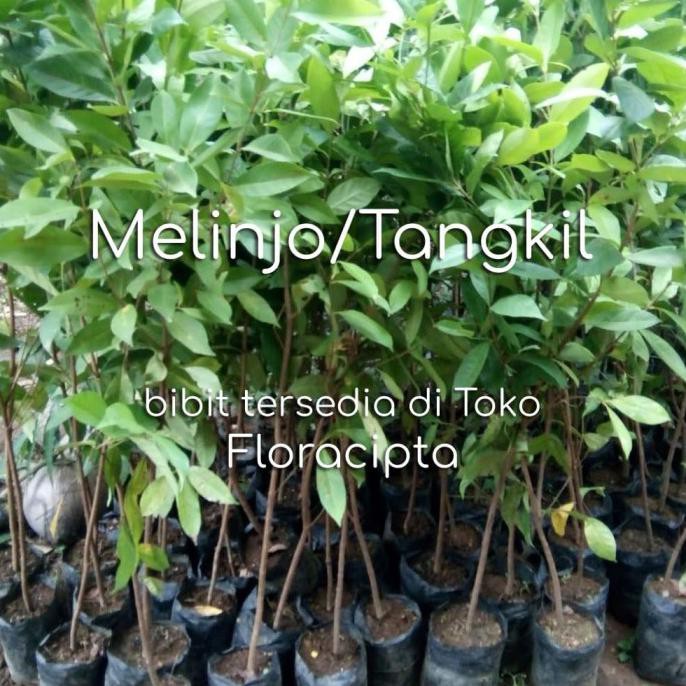 Jual OBRALLAN Pohon Tangkil Bibit Melinjo Tanaman Buah Mlinjo Emping ...