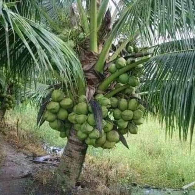 Jual Bibit kelapa genjah entok Super _bibit buah | Shopee Indonesia