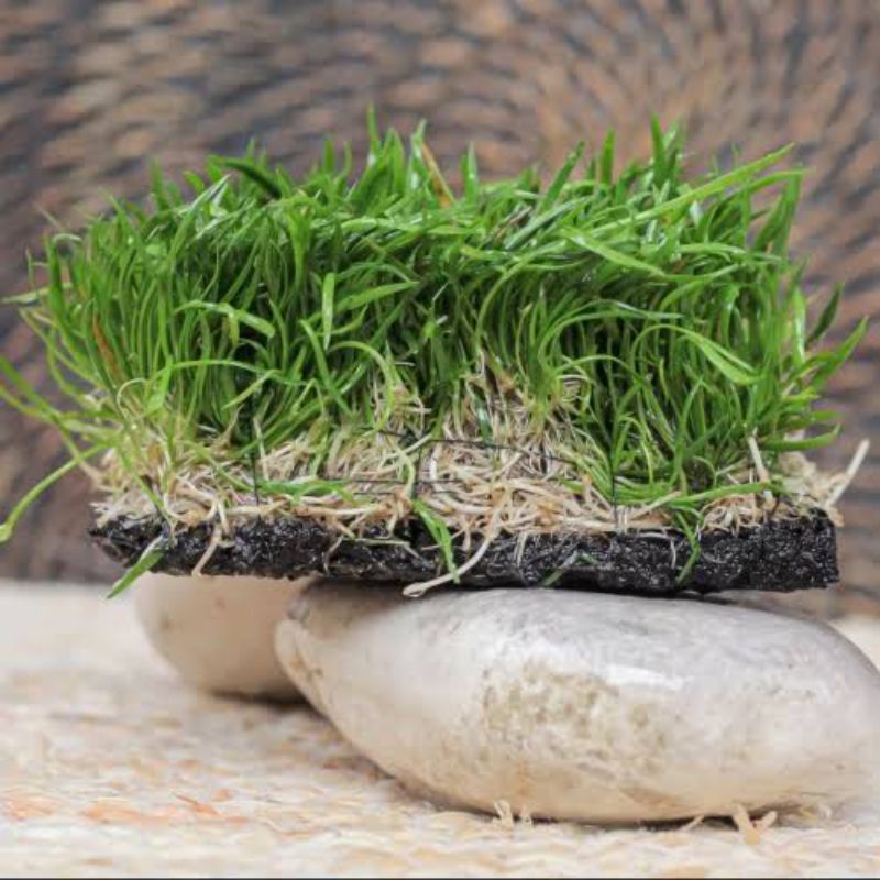 Jual Liliopsis Lempeng Media Pakis - Tanaman Aquascape Full Air ...