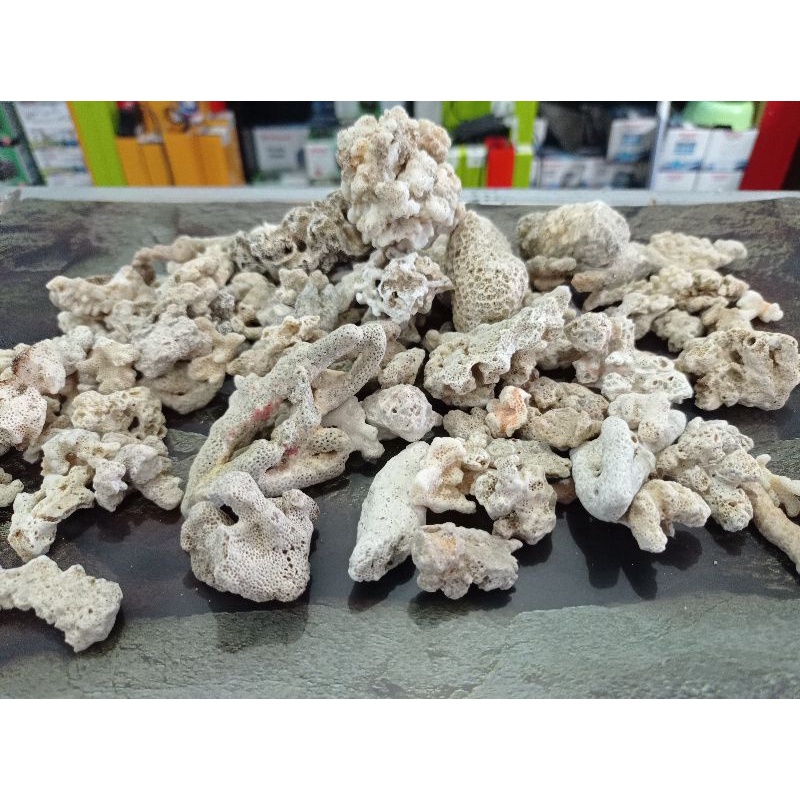 Jual Karang Jahe 1Kg /Batu Karang Jahe Media Filter Aquarium Kolam ...