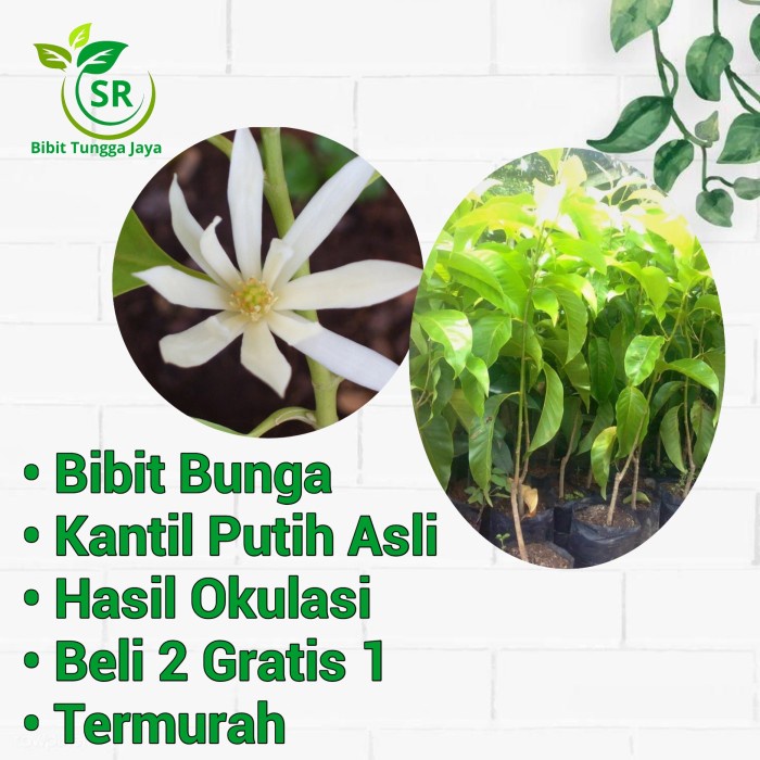 Jual Tanaman Bibit Tanaman Bunga Kantil/Cempaka Putih Asli | Shopee ...