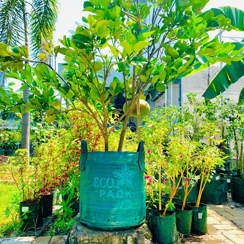 Jual Planter Bag Eco Pack 75 Liter Green HDPE Original Kualitas Ekspor ...