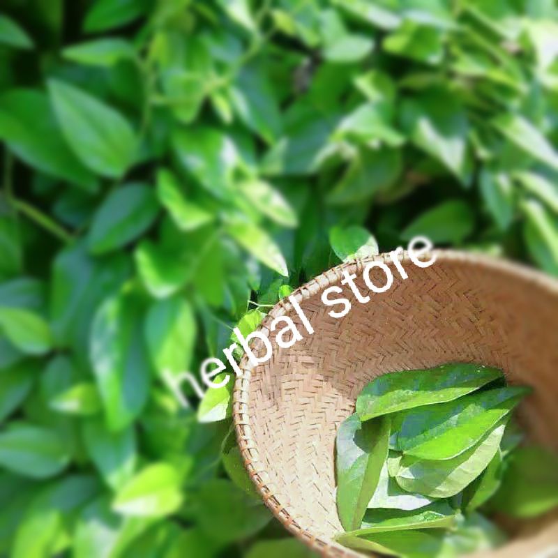 Jual daun cincau rambat 250 lmbar | Shopee Indonesia