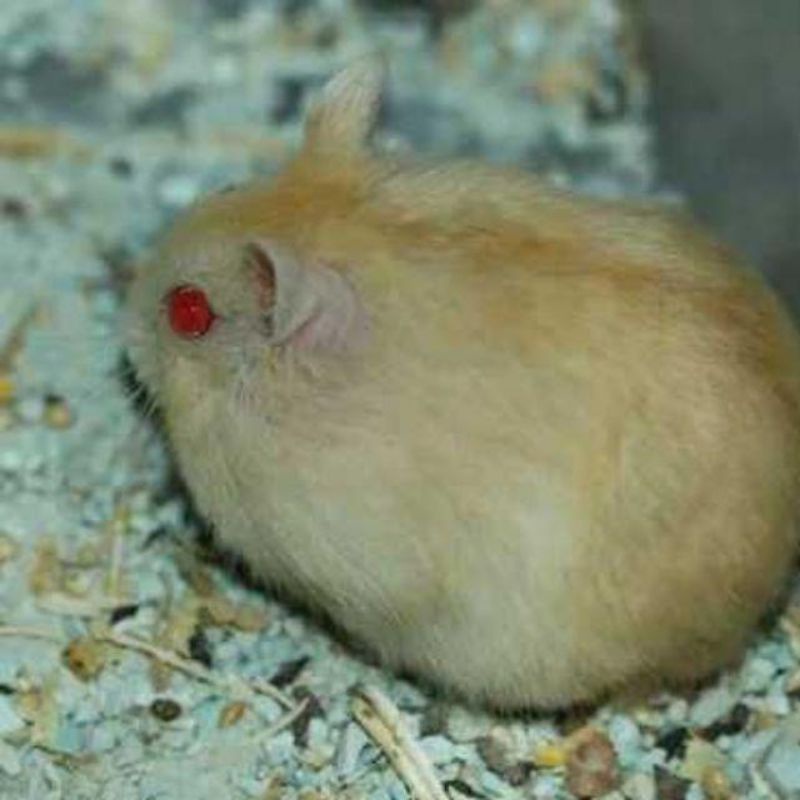 Jual hamster Campbell, winter white, syirian, robo hamster tasik ...