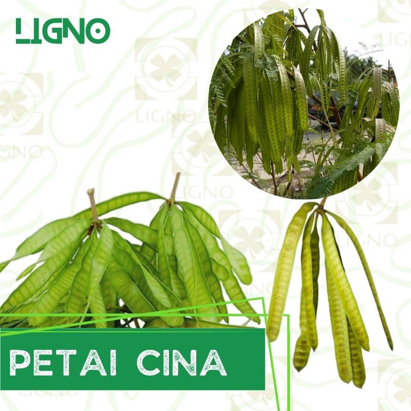 Jual Benih PETAI CINA (isi-25) Biji Bibit Sayur Lamtoro | Shopee Indonesia