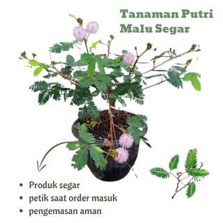 Jual TERMURAH TANAMAN PUTRI MALU 1KG / DAUN PUTRIMALU SEGAR ( Mimosa ...