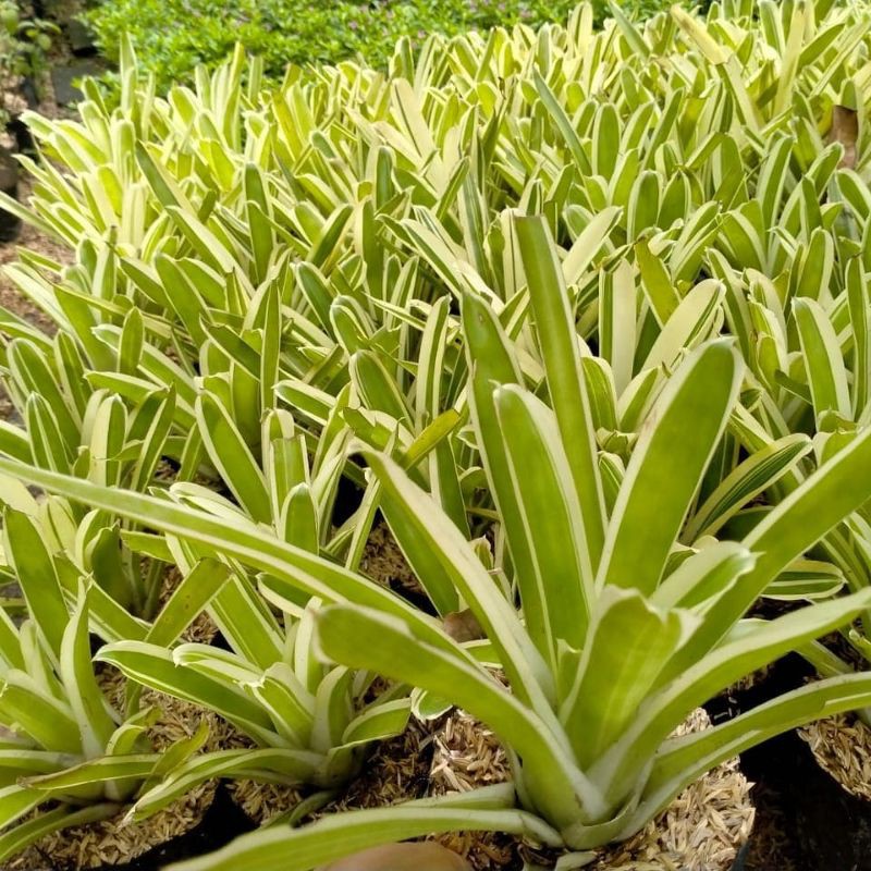 Jual Bromelia - tanaman hias bromelia neon | Shopee Indonesia