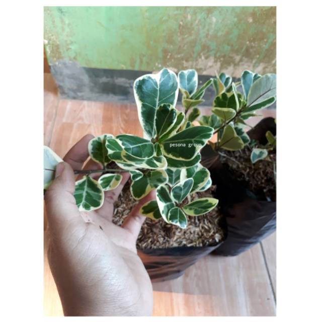 Jual ficus triangularis variegata ficus ketapang mini variegata tanaman ...