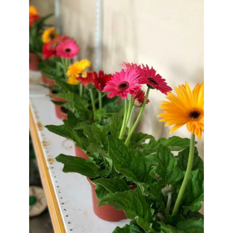 Jual Bibit Bunga Garbera | Shopee Indonesia