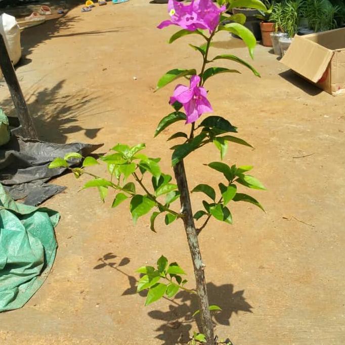 Jual Pusat Benih Tanaman. Bibit Tanaman Bougenville | Bunga Kertas ...