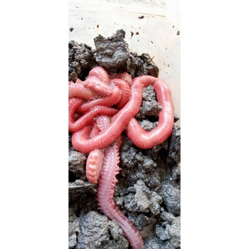 Jual cacing nipah biota laut amis khas | Shopee Indonesia