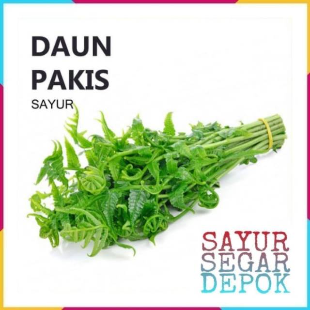 Jual DAUN PAKIS / SAYUR SEGAR DEPOK | Shopee Indonesia