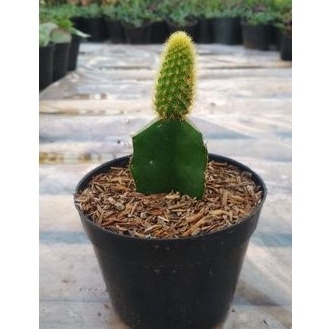 Jual kaktus ekor tupai kuning mini free pot & media tanam | Shopee ...