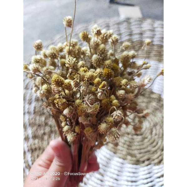 Jual Rice gompea hiasan bucket bunga buket isi 20 batang | Shopee Indonesia