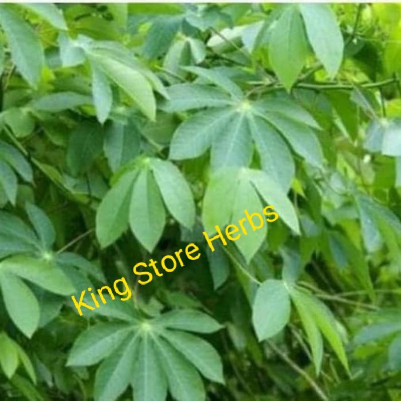 Jual bibit setek singkong racun/singkong karet per 5 batang | Shopee ...