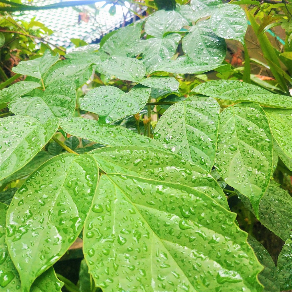 Jual [CUCI GUDANG] Daun Pohon Lanang/Bungli/Oroxylum indicum Eco-print ...