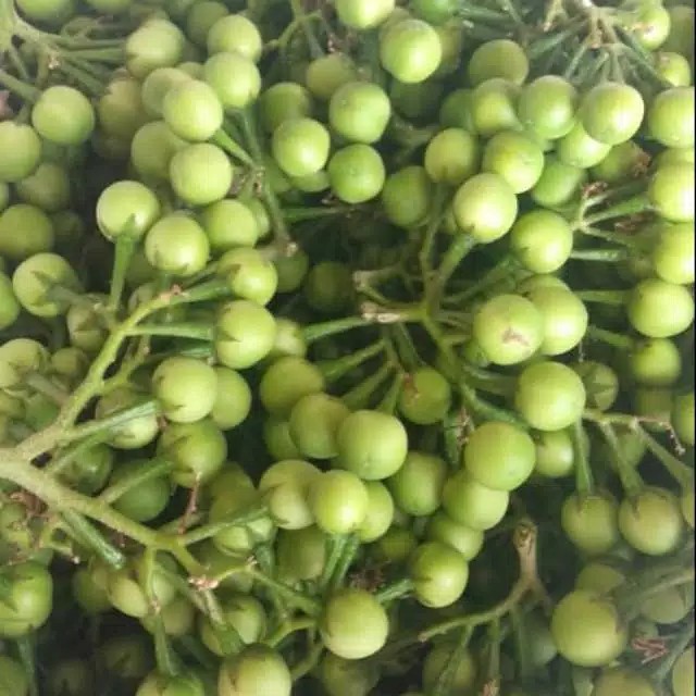 Jual 100 Grm Takokak Tekokak Cepokak Terung Terong Pipit Solanum Torvum ...