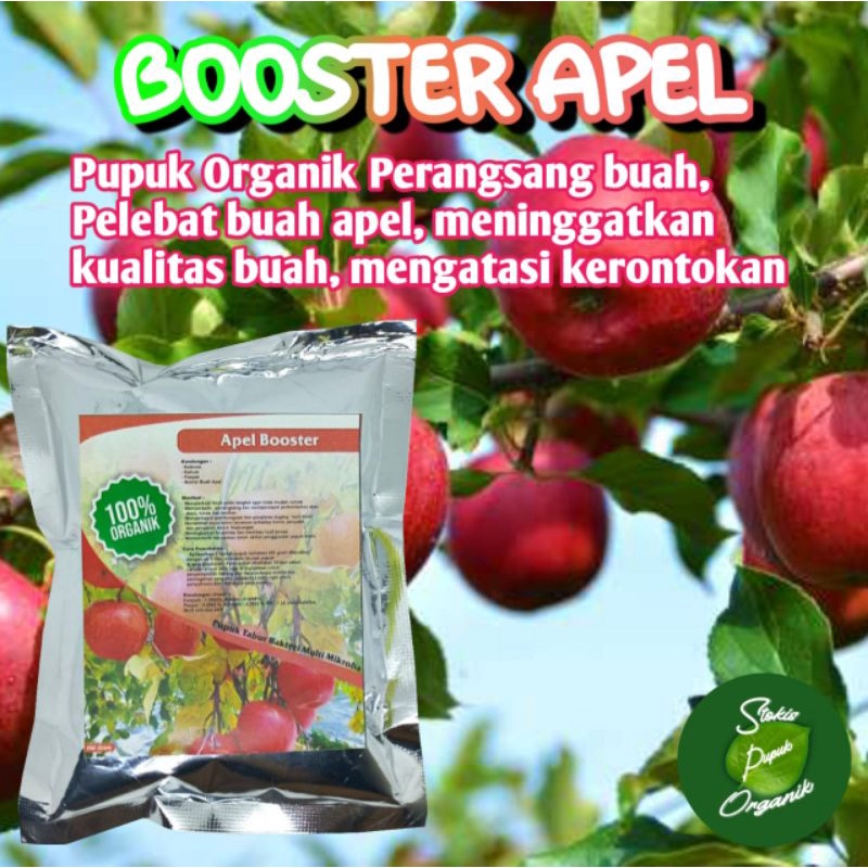 Jual Pupuk Perangsang Pelebat Buah Apel, Booster Organik Tanaman Buah Apel, dan Memperbesar Buah ...