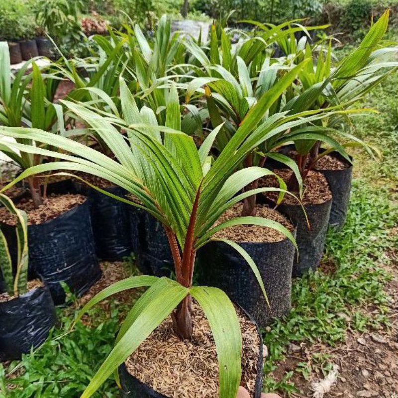 Jual tanaman palem botol pohon palem botol merah pohon palm botol ... Jual tanaman palem botol pohon palem botol merah pohon palm botol ...