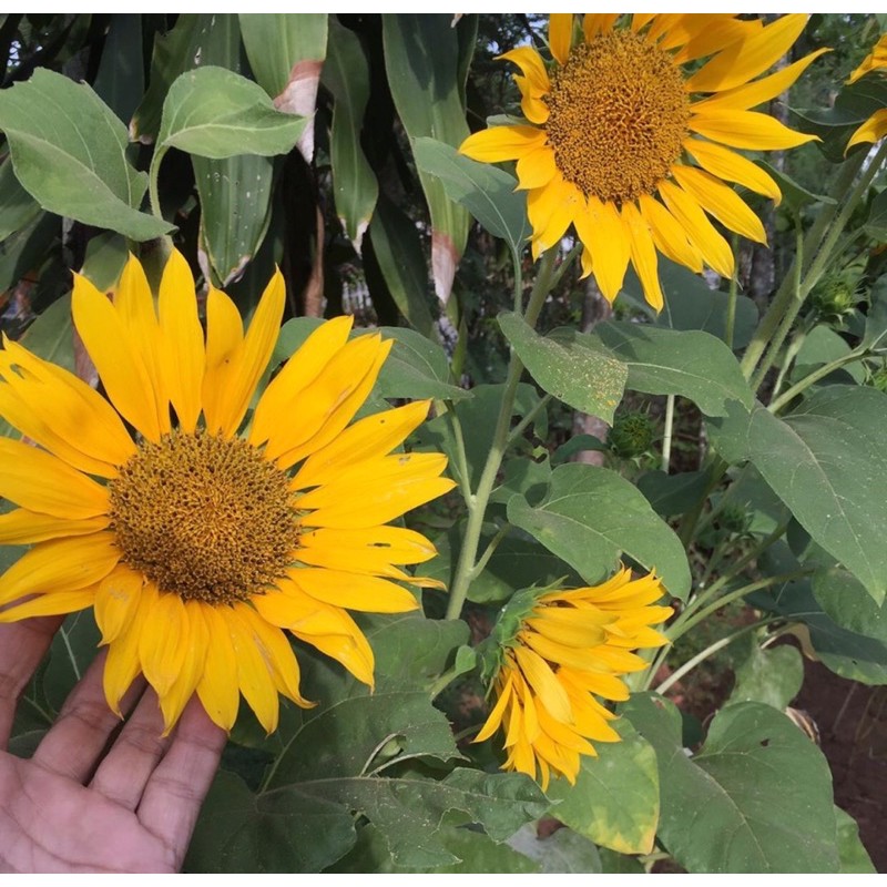 Jual Bibit bunga matahari-tanaman hidup-bunga matahari | Shopee Indonesia
