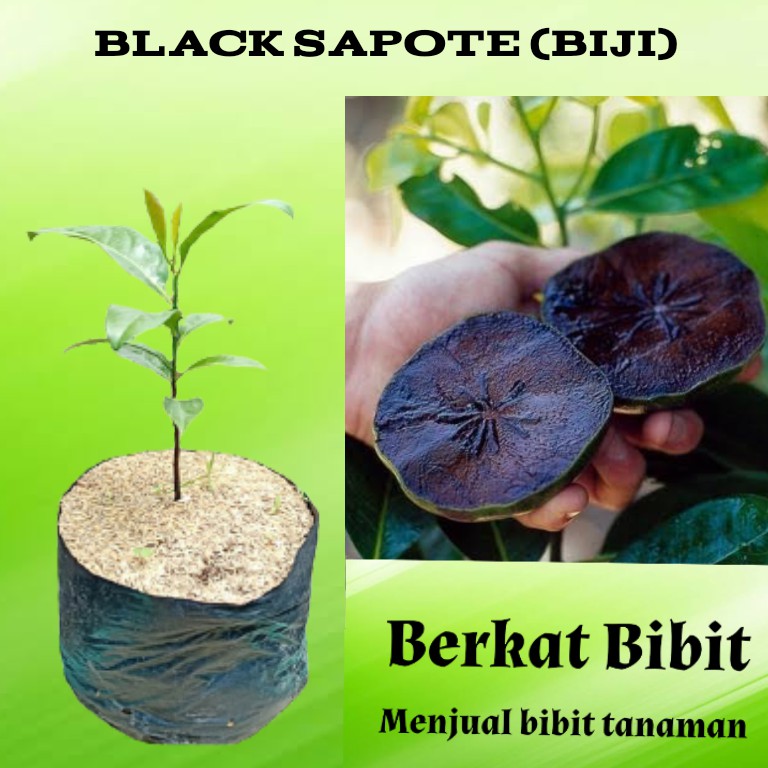 Jual Bibit Tanaman Buah Black Sapote / Sawo Hitam (Biji) | Shopee Indonesia