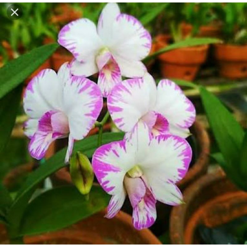 Jual Dendrobium enoby splash (anggrek mini) | Shopee Indonesia