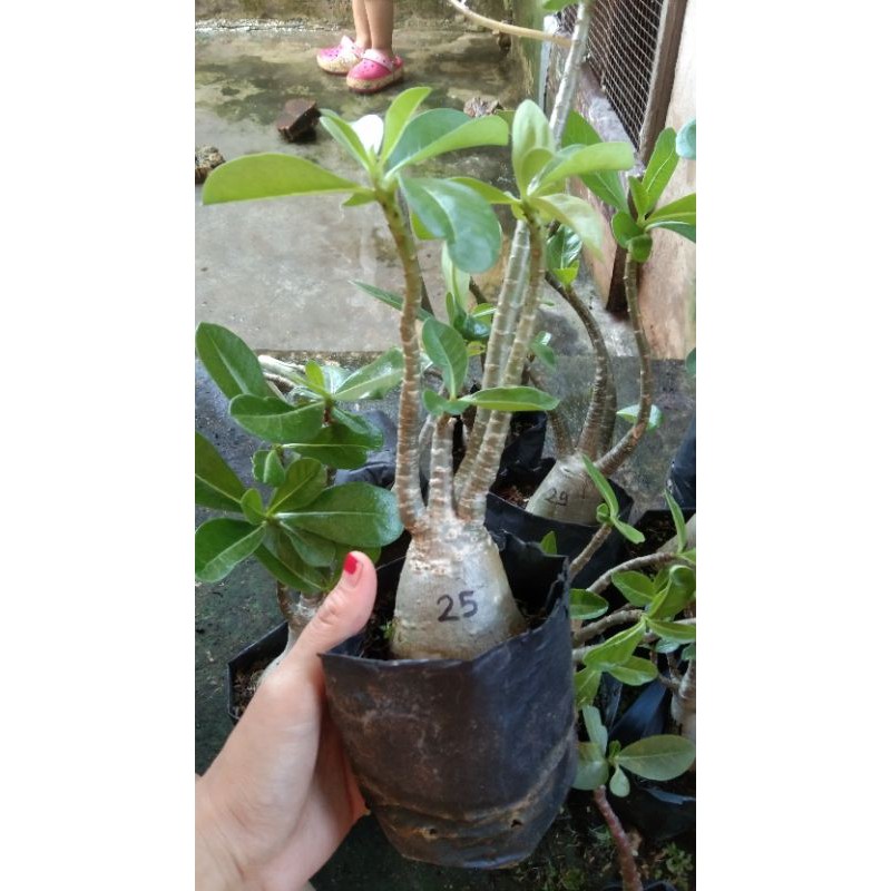 Jual adenium arabicum hybrid, RCN, Thaisoco, KHZ,kamboja | Shopee Indonesia