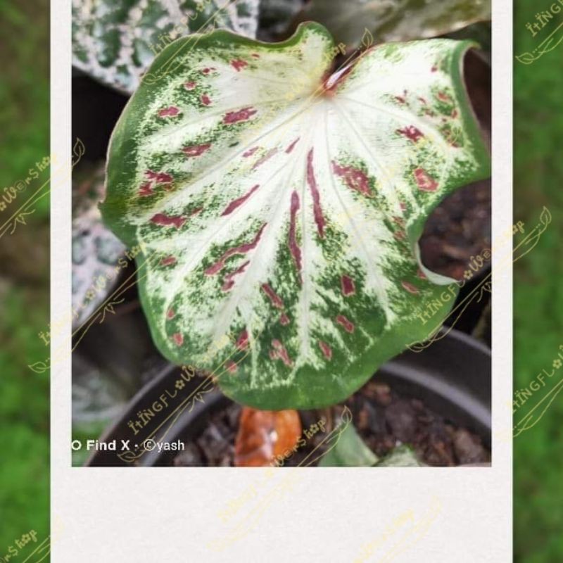 Jual Tanaman hias Caladium Gingerland angel wings | Shopee Indonesia