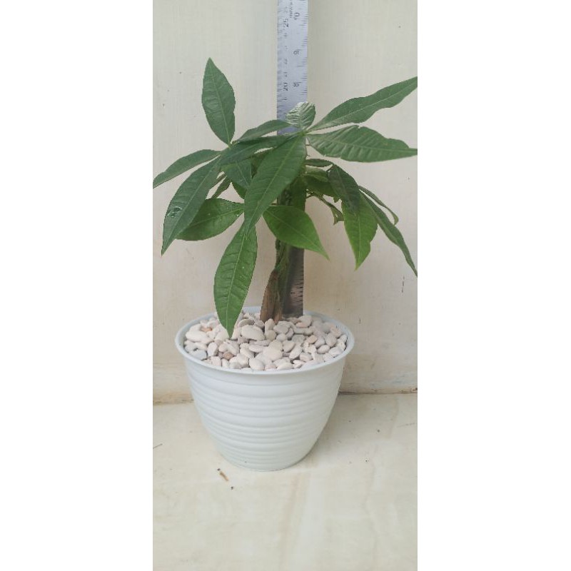 Jual PACHIRA | Shopee Indonesia