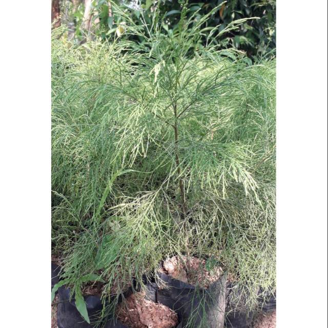 Jual Tanaman Hias Cemara Balon - Pohon Cemara Balon - Bibit Tanaman ...
