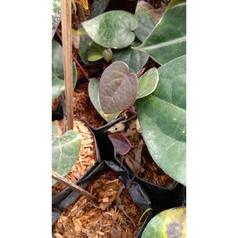 Jual Tanaman Sirih Hitam Asli Jawa | Shopee Indonesia