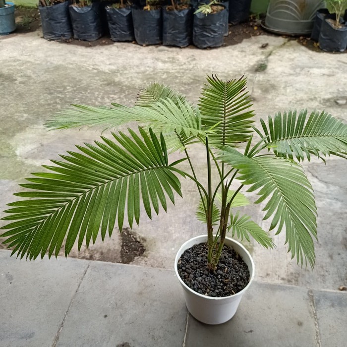 Jual Tanaman hias Palem rotan - rattan palm - Palem mini - rotan hias ...