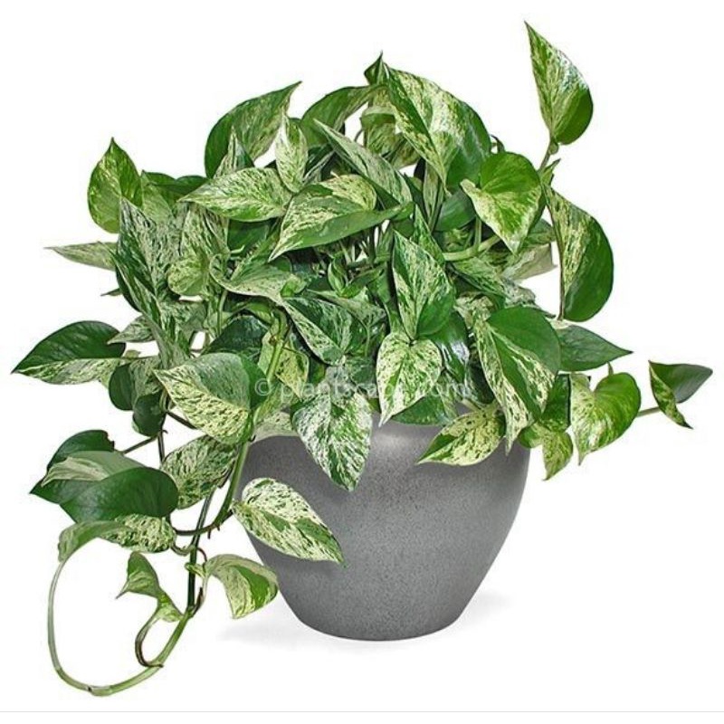 Jual SIRIH MARBLE QUEEN /SIRIH MARBLE QUEEN/ SIRIH RUMAHAN/ TANAMAN ...