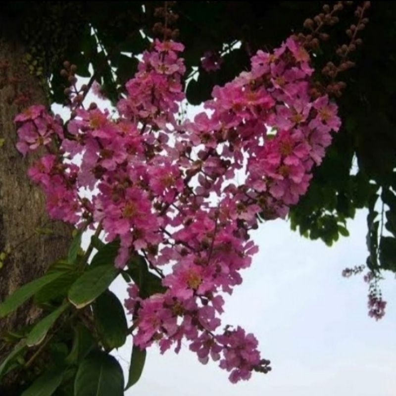 Jual Pohon bungur bunga pink tinggi 150cm | Shopee Indonesia