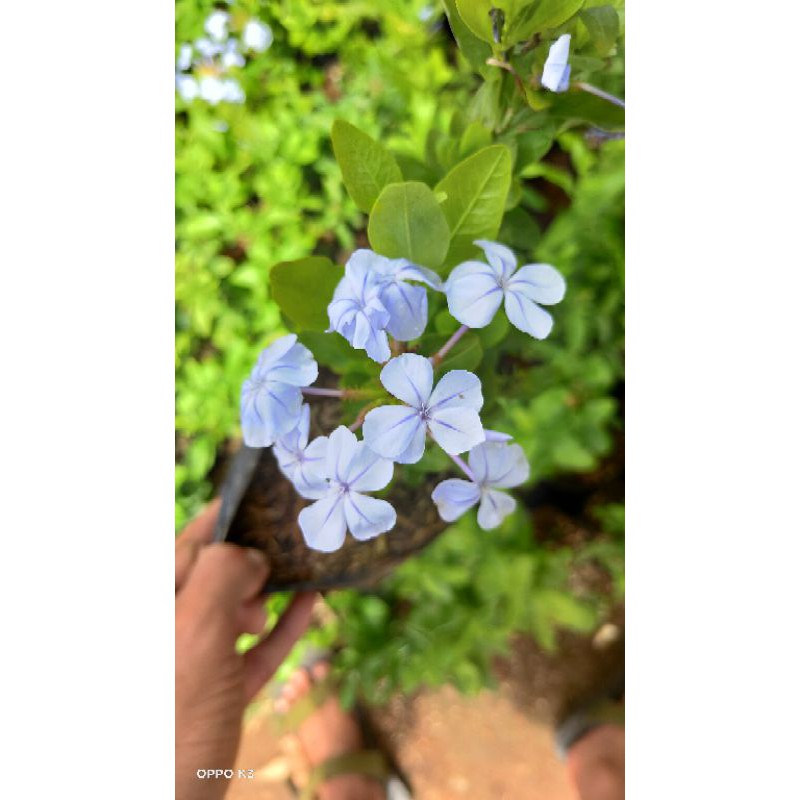 Jual plumbago capensis, Plumbago auriculata, Tanaman hias Plumbago ...