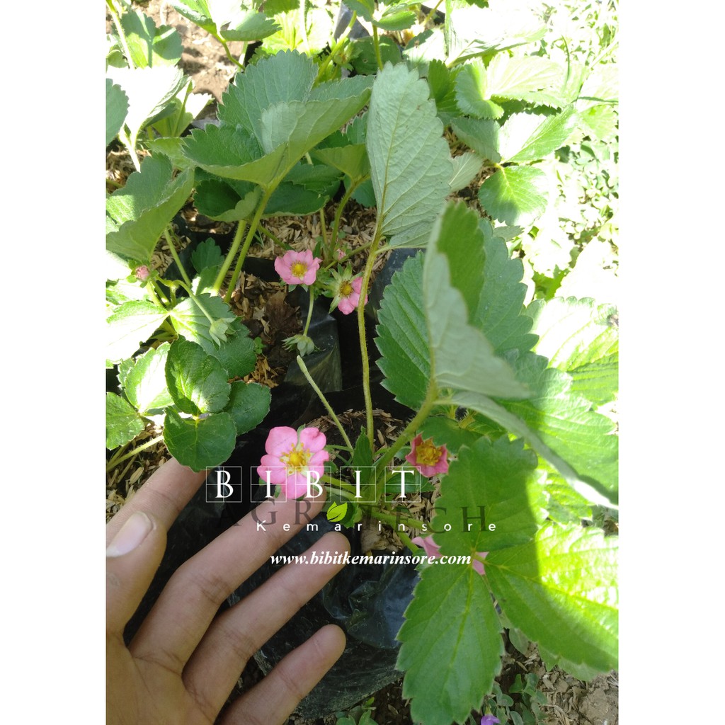 Jual Paket Bibit Tanaman Buah Strawberry Merlan/Strawberry Langka Bunga ...