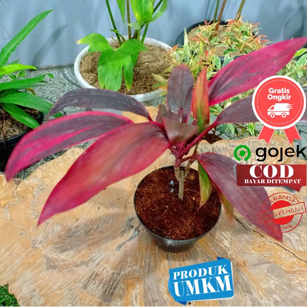 Jual Tanaman hias air Hanjuang andong daun merah - Cordyline fruticosa ...